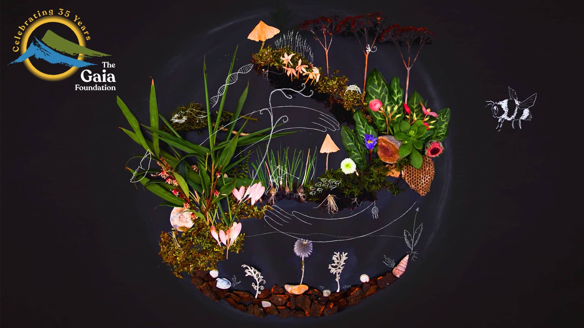 35 Years of The Gaia Foundation on Vimeo