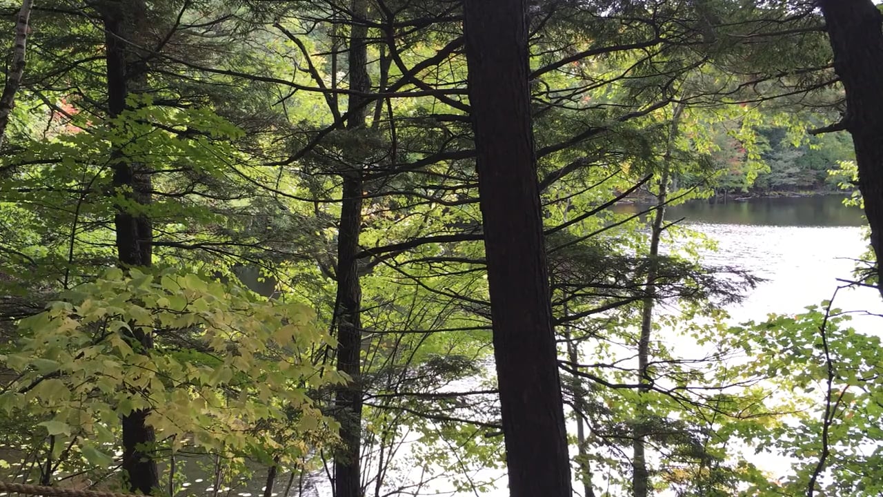 Forest.mp4 on Vimeo