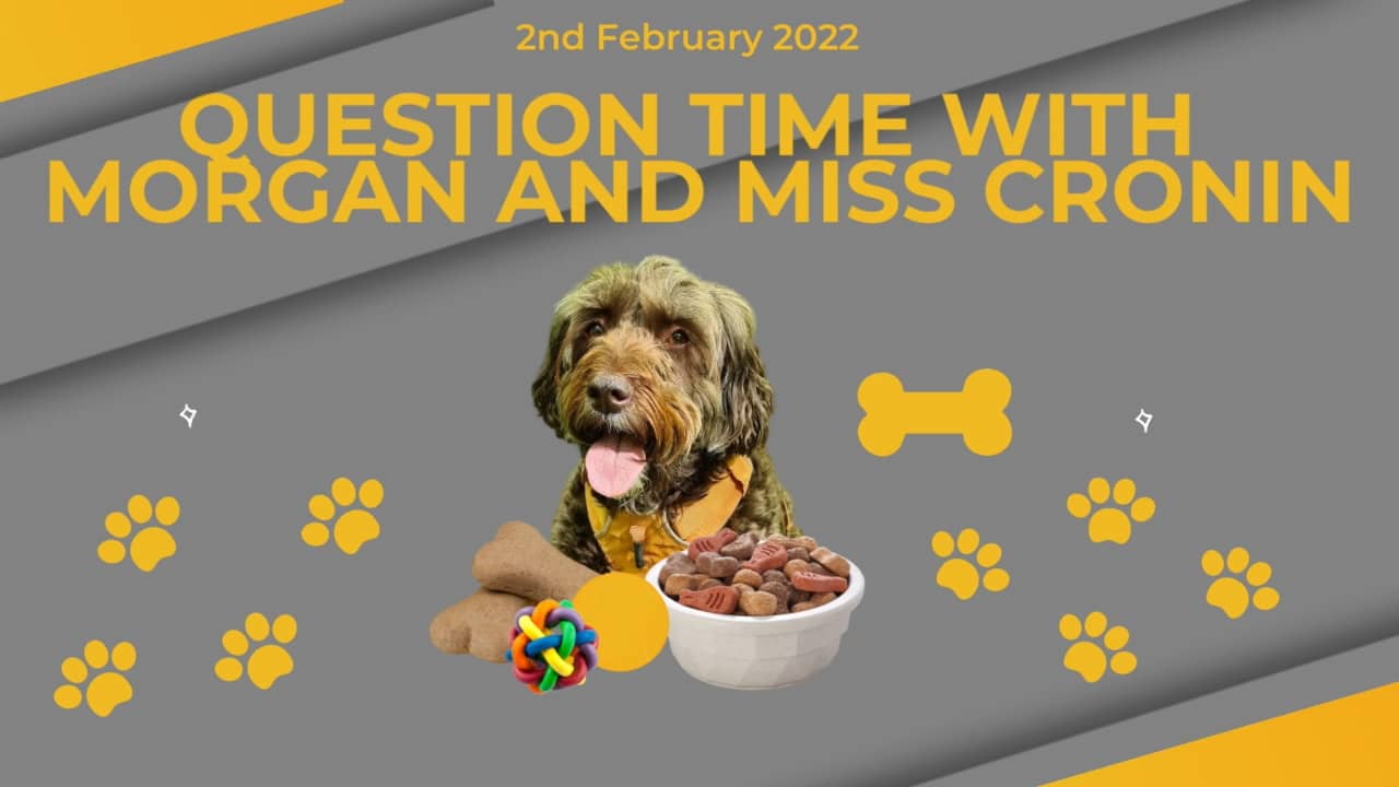Questions and Tricks with Morgan the Dog - 2nd Feb 2022 on Vimeo