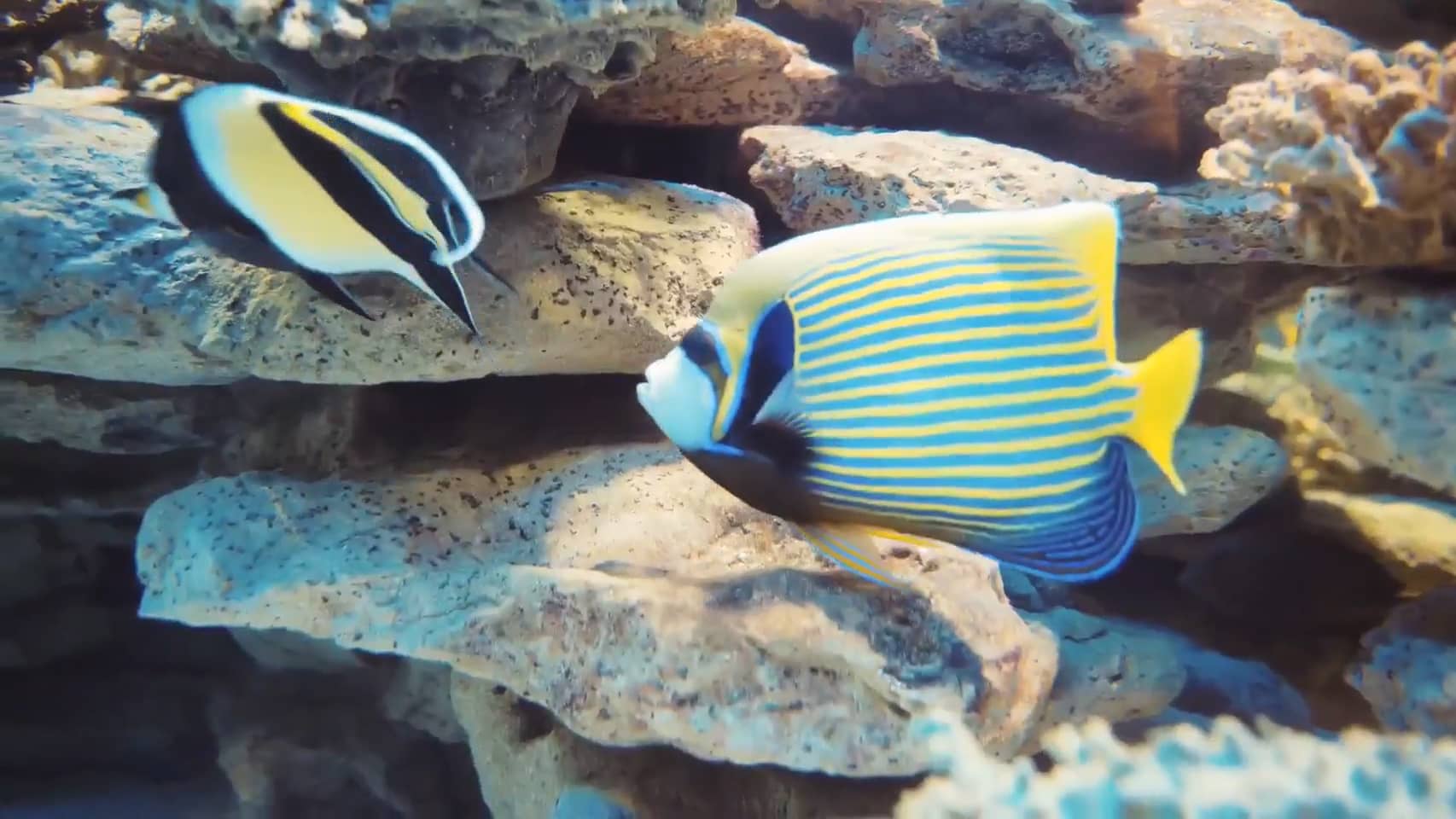 Diving bohol on Vimeo