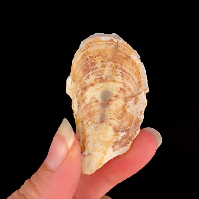 Opal pseudomorph after Mussel Shell (ex Bill and Anne Cook Collection ...