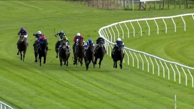 Reliable Man - Stallion | Breednet