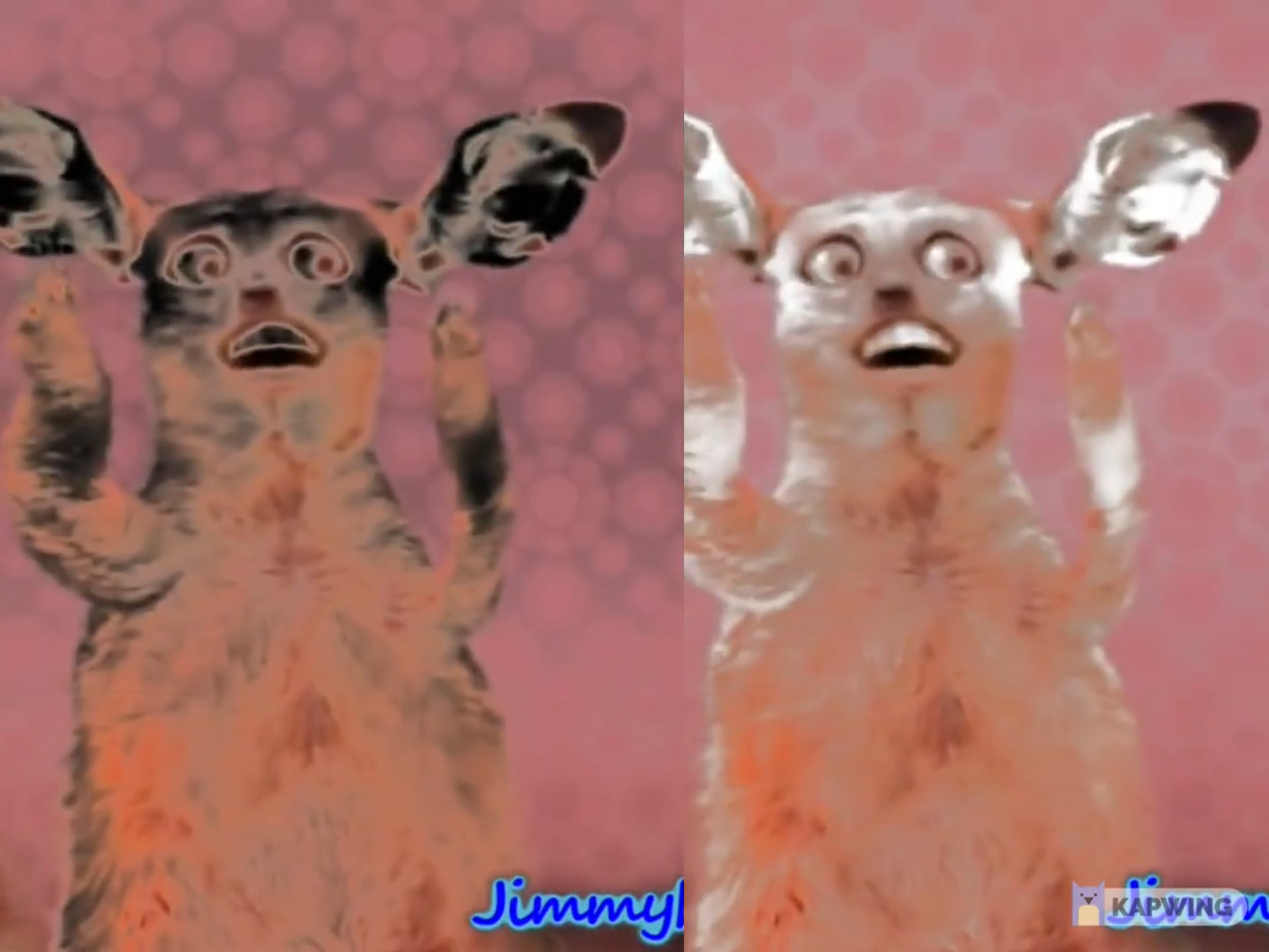 Preview 2 Numa Cat 2 Effects (Original VS Opposite)