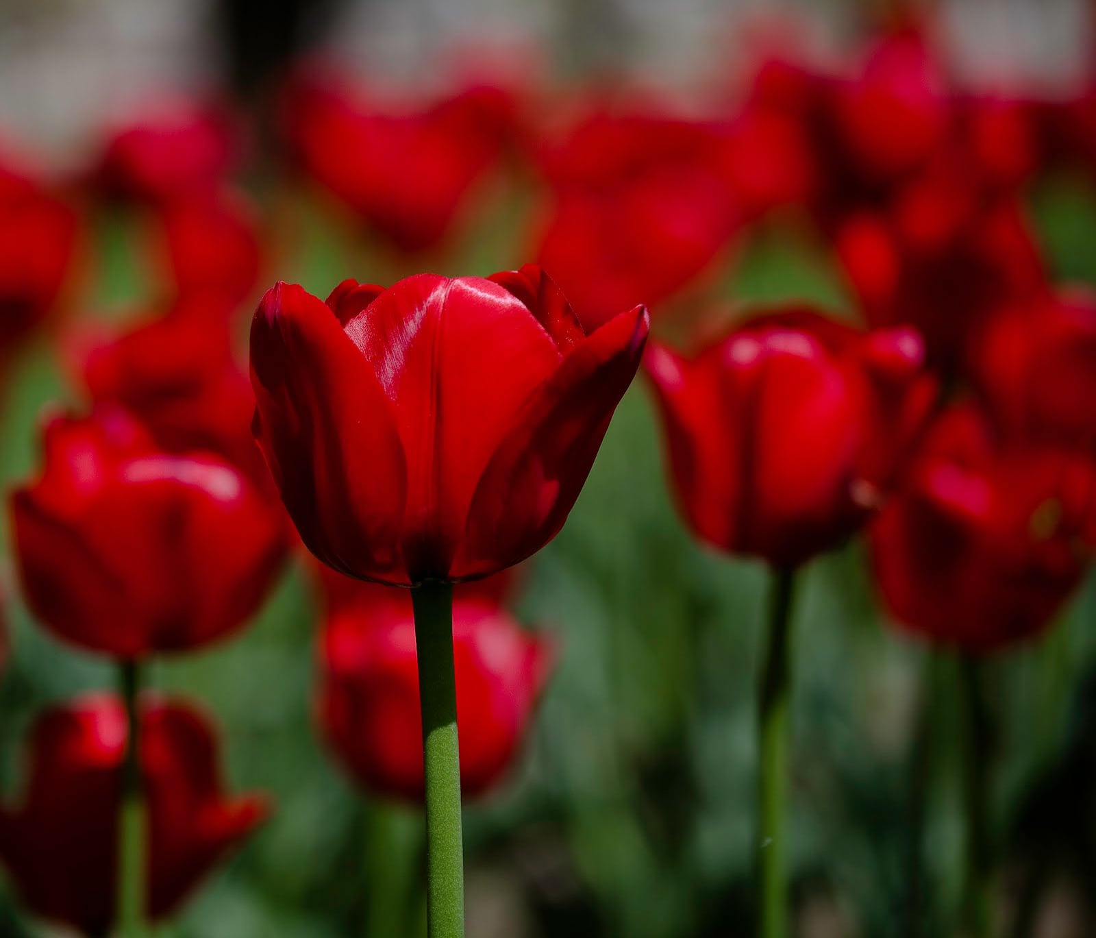 Creech Funeral Service on Vimeo