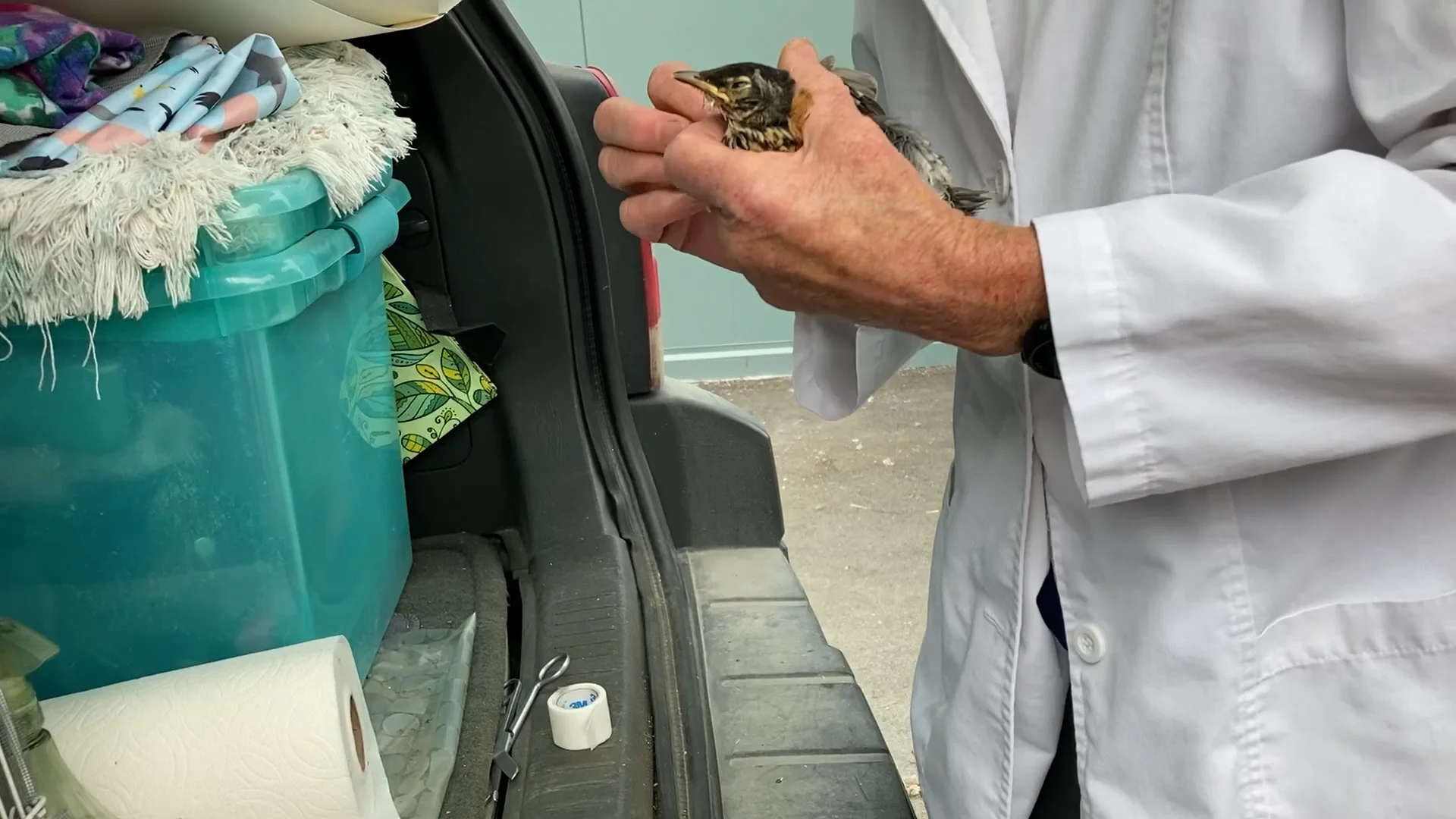 Robin fledgling with broken wing_06.27.22.mp4 on Vimeo