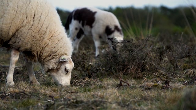 Borrego Animal De Fazenda Ovelha - Free video on Pixabay