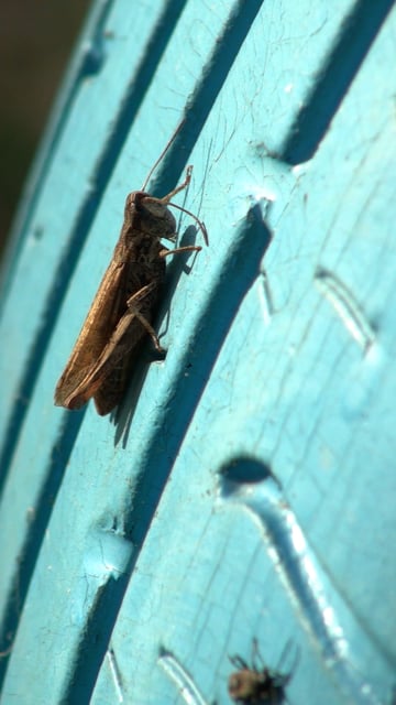 Natureza Gafanhoto Inseto - Free video on Pixabay - Pixabay