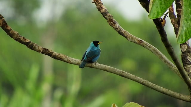 200+ Free Birds Flying & Flying Videos, HD & 4K Clips - Pixabay