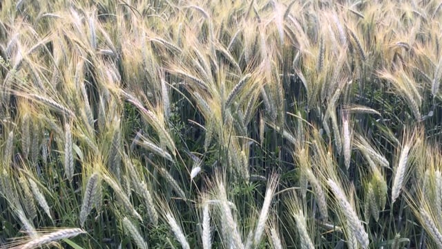 Trigo Agricultura Campo El - Free video on Pixabay - Pixabay