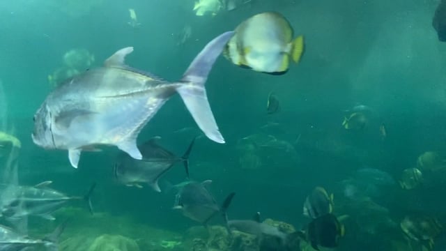 Superbe Aquarium Poisson Océan - Free video on Pixabay - Pixabay