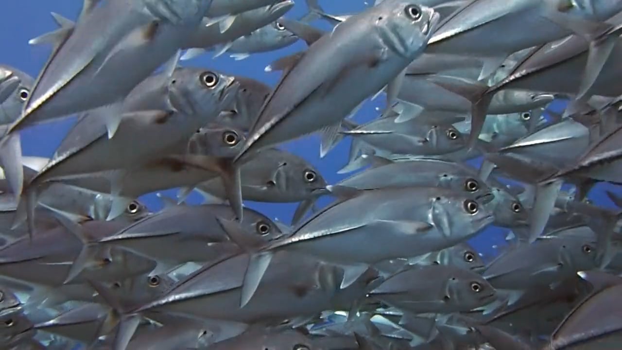 Fish -.mp4 on Vimeo