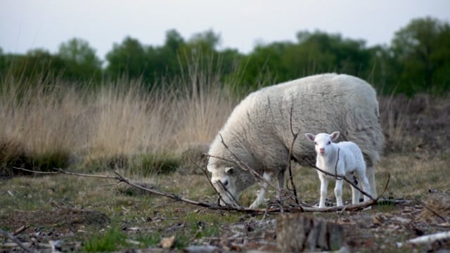 Lamb Videos: Download 144+ Free 4K & HD Stock Footage Clips - Pixabay