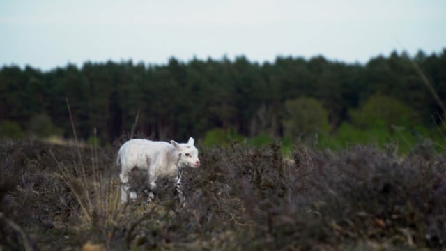 100+ Free Lamb & Sheep Videos, HD & 4K Clips - Pixabay