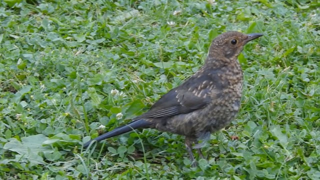 Bird, Animal, Thrush. Free Stock Video - Pixabay