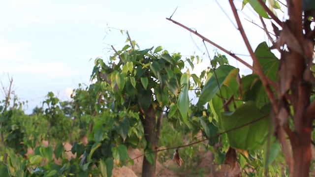 Farm, Agriculture, Yam. Free Stock Video - Pixabay