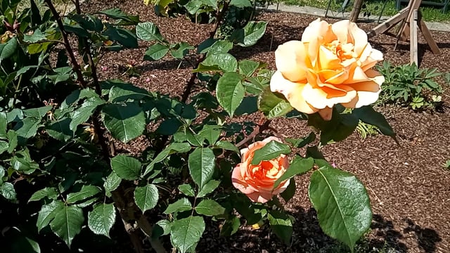 June, Roses, Wind. Free Stock Video - Pixabay