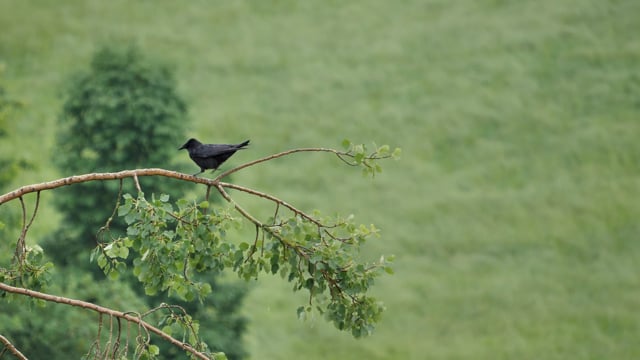 Crow Videos: Download 54+ Free 4K & HD Stock Footage Clips - Pixabay