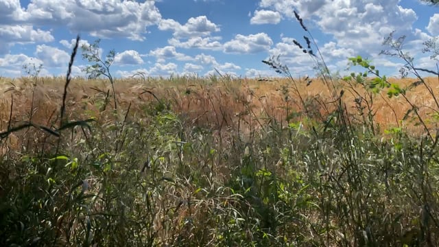 Grain, Grass, Meadow. Free Stock Video - Pixabay