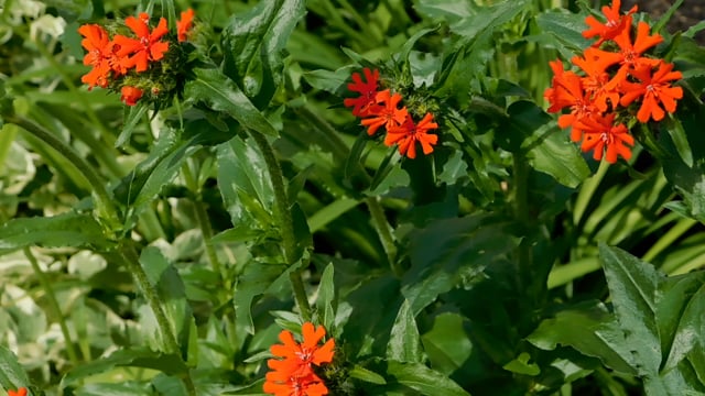 Red Starlets Flowers Blooms Free Stock Video - Pixabay