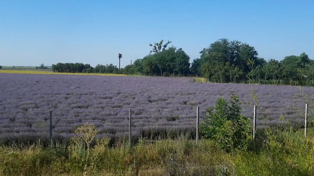 Welcome Hello Nature Free Stock Video - Pixabay