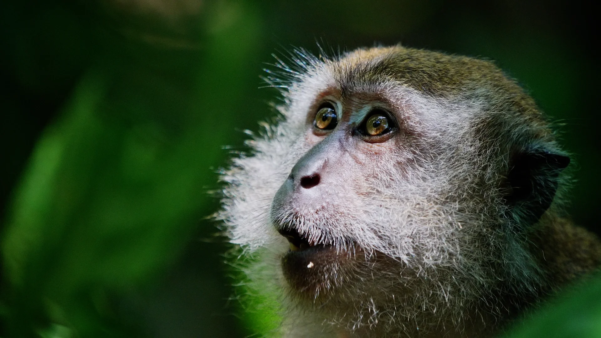 Nature Videography with TPI on Vimeo