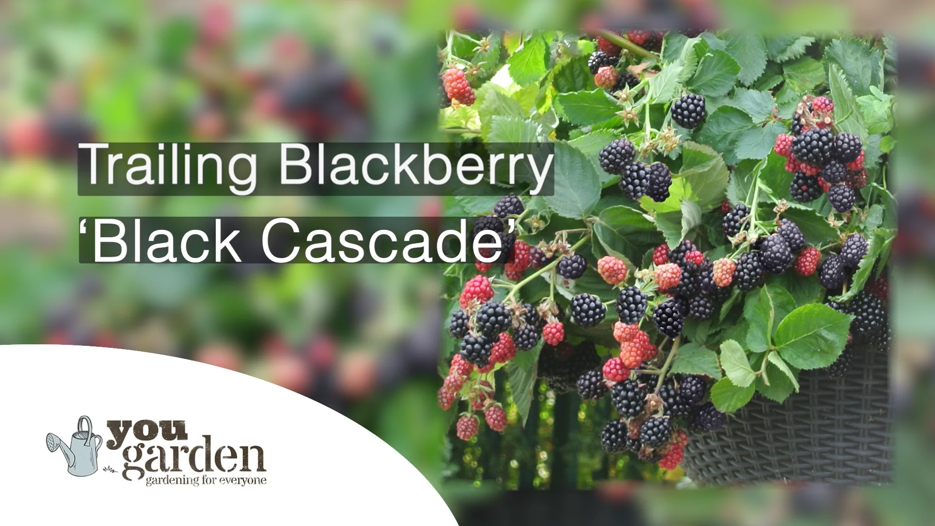 Blackberry 'Black Cascade' with Peter McDermott