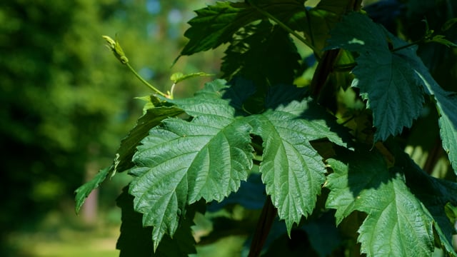 Hop Leaves Cultivation - Free video on Pixabay