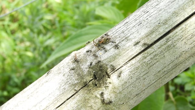 Insects Trees Animals Free Stock Video - Pixabay