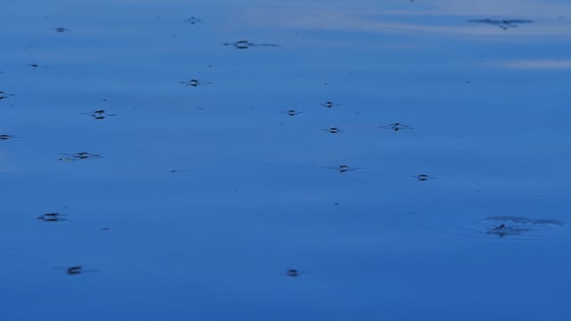 Insect Pond Dwellers Water - Free video on Pixabay