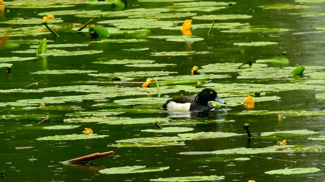 Duck Tufted Duck Waterbird Free Stock Video - Pixabay