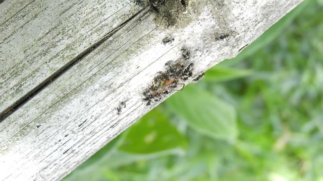 Ants Insects Trees Free Stock Video - Pixabay