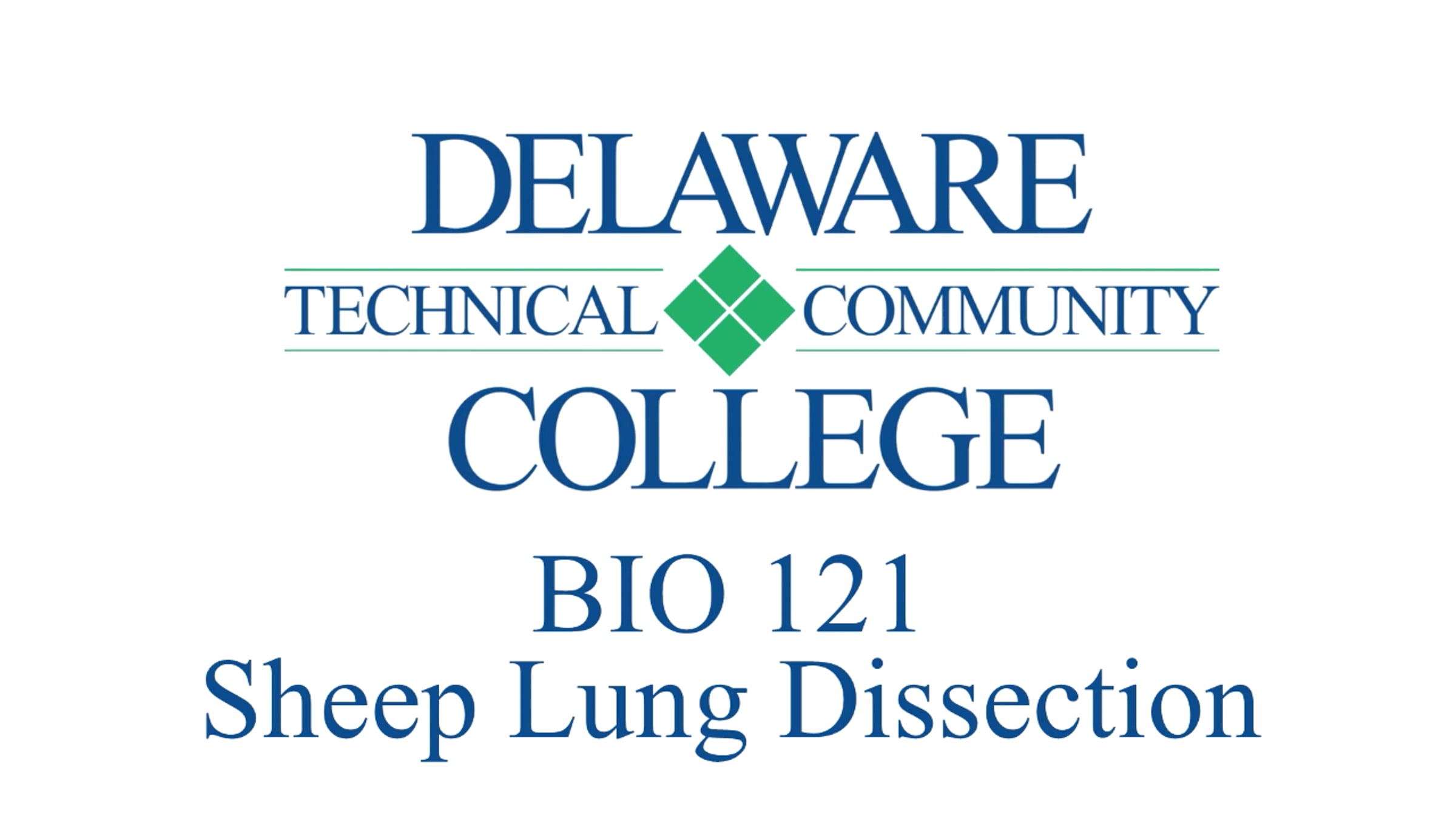 BIO 121 Sheep lung dissection