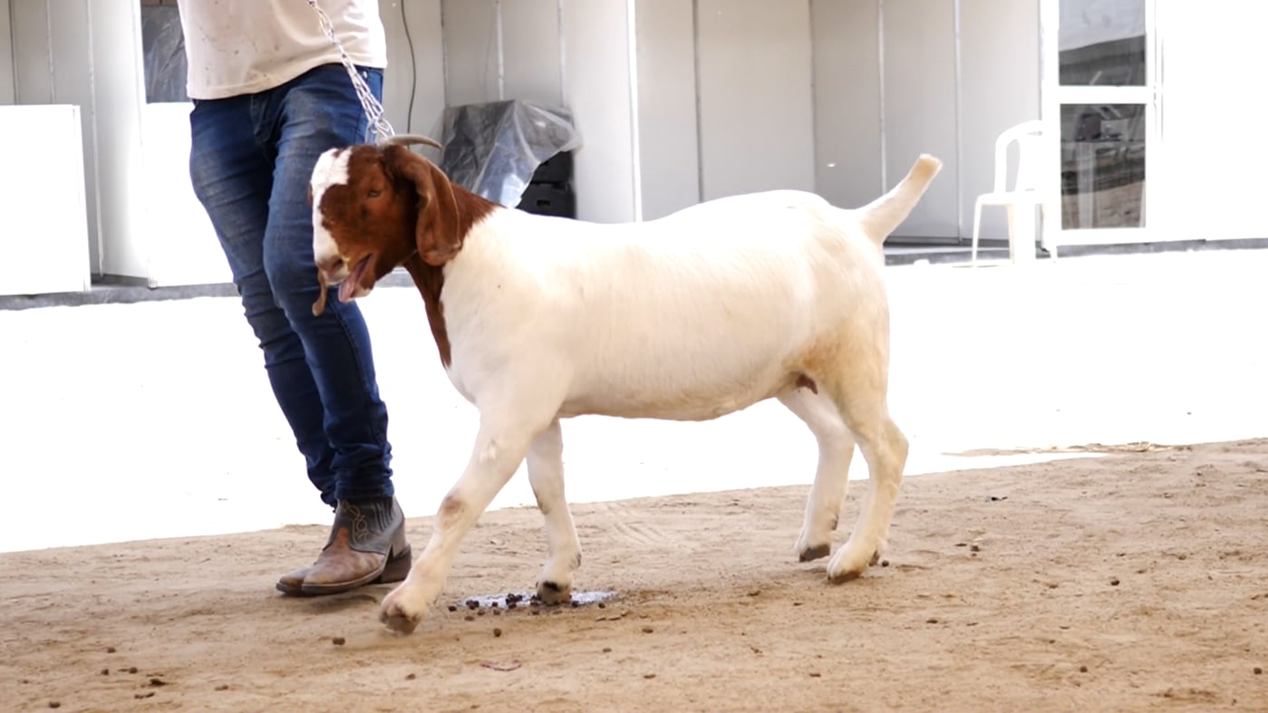 LOTE 16 - 1132 DA MISTER BODE - BOER | LEILÃO BERRO SHOW 11ª EXPOPARNÁ ...