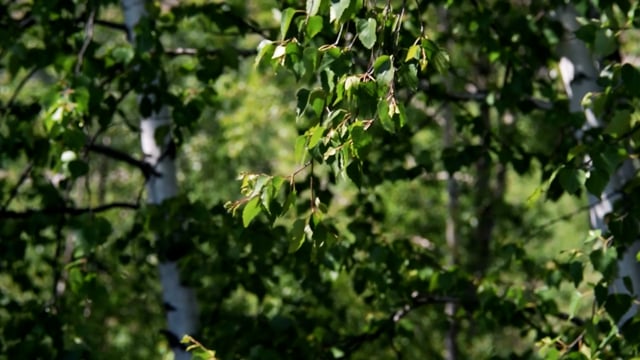 Sommer Natur Baum - Free video on Pixabay - Pixabay