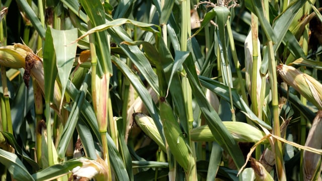 Más de 100 vídeos en HD y 4K gratis de Corn y Maíz - Pixabay