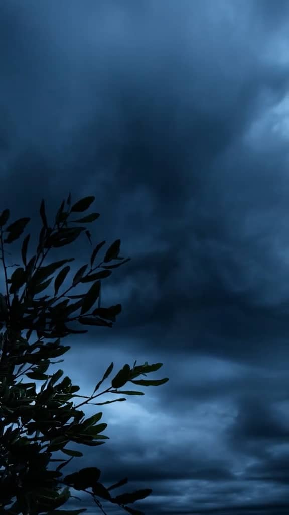 Branch in Storm on Vimeo