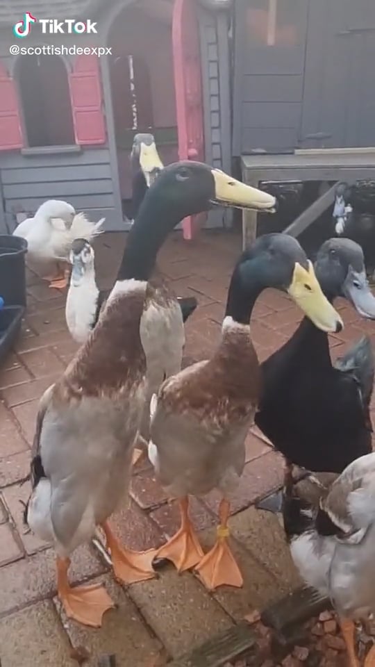 Swearing Ducks.mp4 on Vimeo