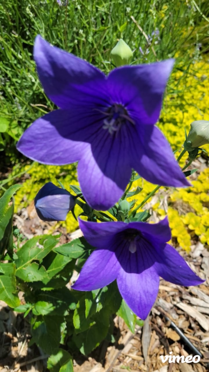 Flowers on Vimeo