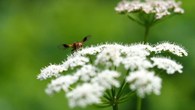 Fly Insect Flower - Free video on Pixabay