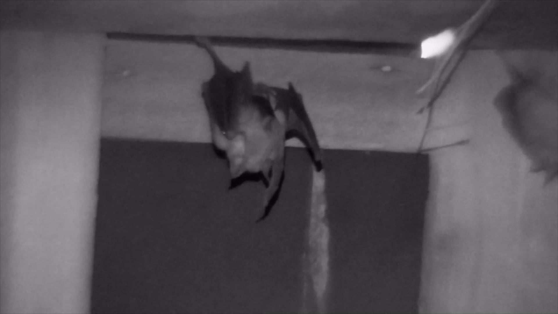 First greater horseshoe bat pup born at VWT's new bat roost on Vimeo