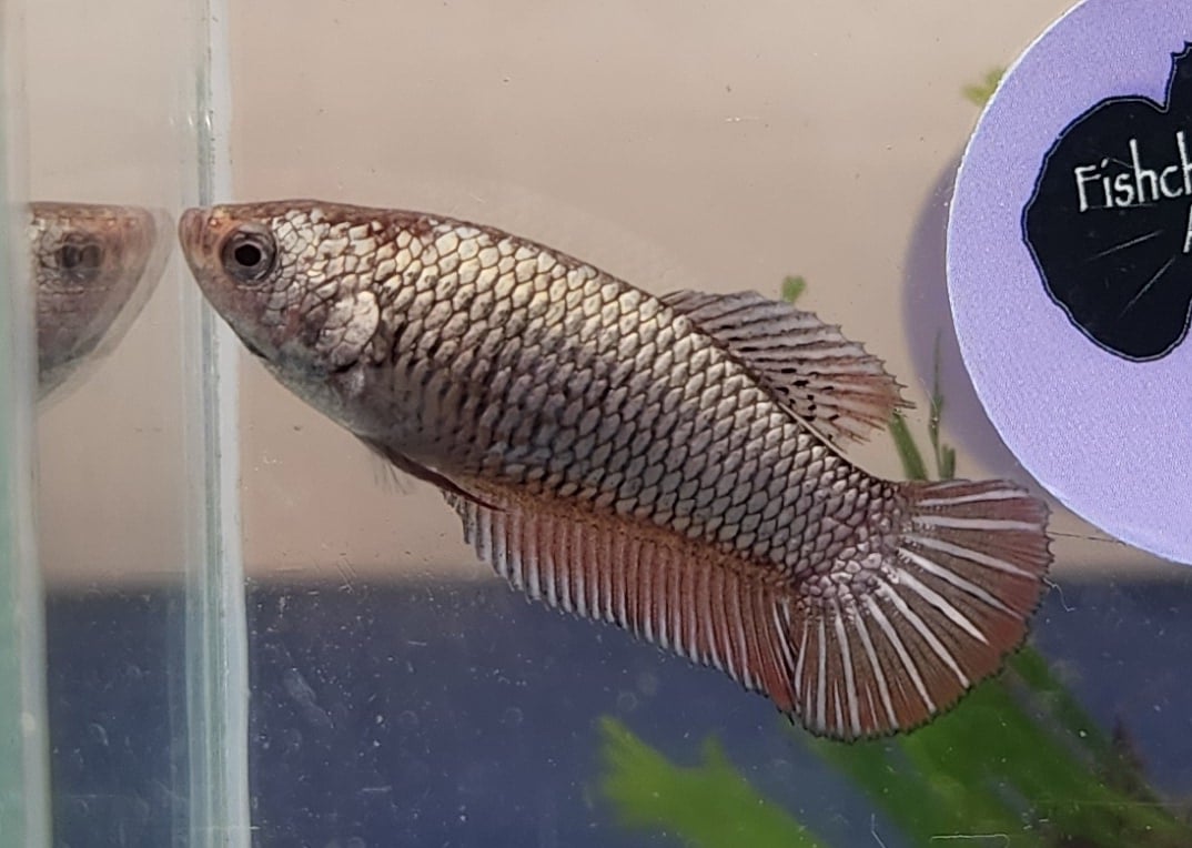 Red Copper HMPK Betta Female (07) on Vimeo