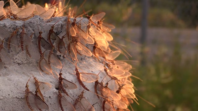 Mayflies Shadflies Bugs - Free video on Pixabay