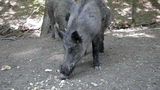 Wild Pigs Videos: Download 27+ Free 4K & HD Stock Footage Clips - Pixabay