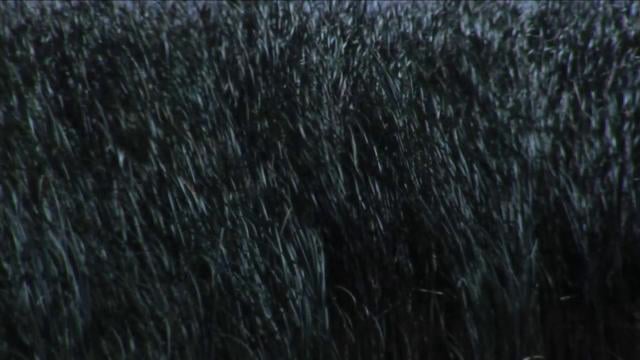 Collection - Genus, Paris Opera House on Vimeo