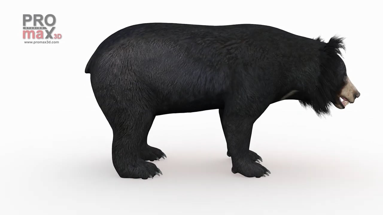 Sloth Bear 3D Model @PROmax3D on Vimeo