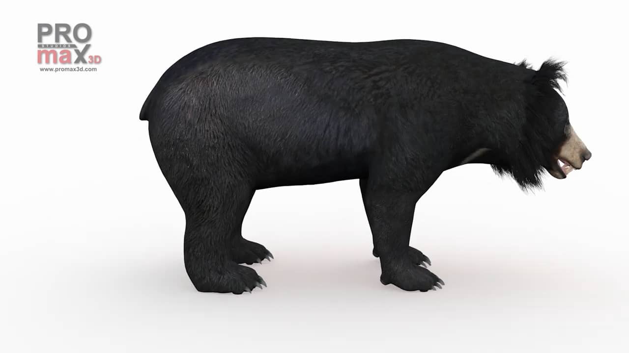 Sloth Bear 3D Model @PROmax3D on Vimeo