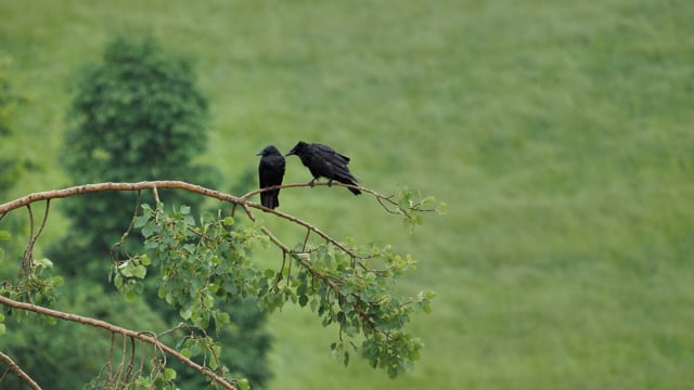 Ravens Crow Raven Couple Plumage - Free video on Pixabay