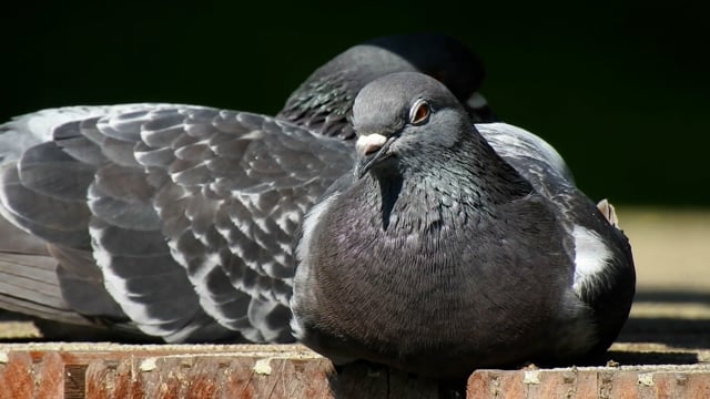 Paloma Pájaro De Roca - Free video on Pixabay - Pixabay