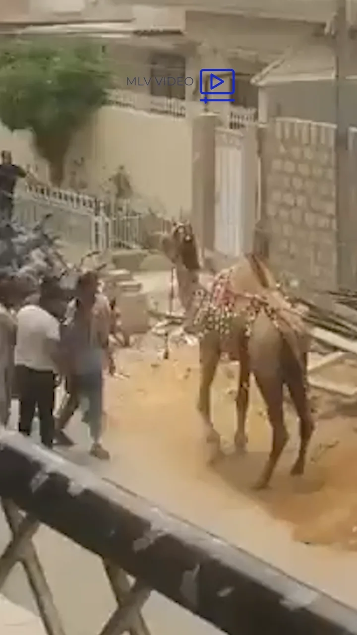 DEV 0003 Camel attacks on Vimeo