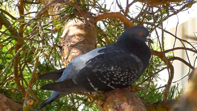 Pigeon, Bird, Spruce. Free Stock Video - Pixabay